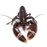 European Lobster - Homarus Gammarus Stock Photo - Image: 35074046