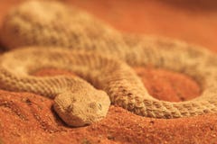 16+ Sand viper Free Stock Photos - StockFreeImages
