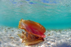 Conch Shell In An Underwater Seascape Stock Photo - Image of aquatic ...