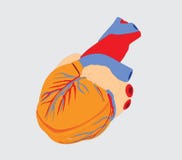 Anatomía De La Estructura Del Corazón. Corte Transversal Del Corazón ...