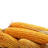 Colored corn cobs stock image. Image of colourful, colorful - 26826713
