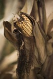 Field-corn Cobs stock photo. Image of september, corn - 34488722