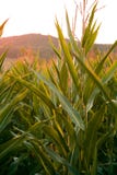 Corn field house stock photo. Image of industry, country - 5835352