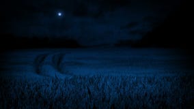 Corn Field In Moonlight On Windy Night Stock Video - Video of field ...