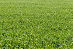 Texture of corn field stock image. Image of growing, cultivation - 56075103