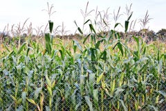 Fence and Fall Cornfield stock image. Image of land, cornfield - 1371827