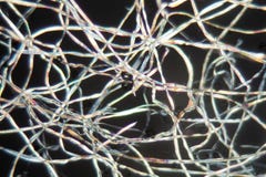 Cotton Fibers Under The Microscope Stock Photo - Image of cloth, detail ...
