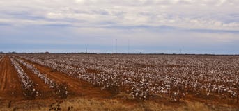 Alabama Cotton Field stock image. Image of harvest, yarn - 16672357