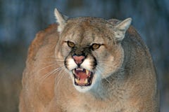 Snarling Puma stock image. Image of angry, growl, scary - 16410455