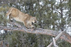 Puma Climbing Tree Stock Photos - Royalty Free Pictures