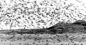 Countless birds stock image. Image of flying, bird, many - 19182329