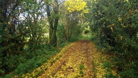 Country Lane And Farm Stock Image - Image: 2931941
