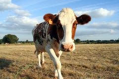 Cow rump stock image. Image of creamery, black, curious - 835375