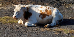 Animal - Cow Side Full Royalty Free Stock Photography - Image: 188557