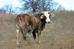 Brindle Cow stock photo. Image of herd, nature, ranching - 32155370
