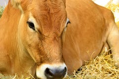 Cow Manger Stock Photos - Royalty Free Stock Images