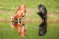 Cow Drinking From Pond, Lake Or River Stock Photo - Image of drinking ...