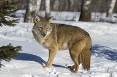 Snarling Coyote stock photo. Image of wildlife, spring - 24583084