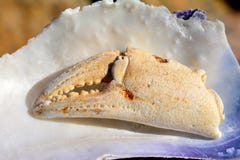 Crab Claw Stock Photo - Image: 1898790