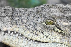 Green Crocodile Skin Stock Image - Image: 26964501