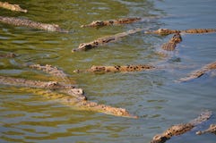 Crocodile Infested Waters Stock Photos - Royalty Free Pictures