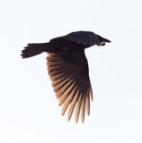 Crows flying in the sky stock image. Image of nature - 105649305