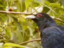 Indian Cuckoo Bird Stock Photo - Image: 69127052