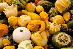 Cucurbitacées photo stock. Image du fond, seamless, extérieur - 45570024