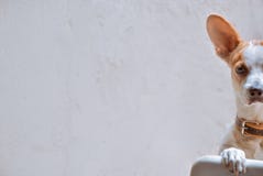 Cute dog puppy stock photo. Image of back, animals, gorgeous - 1198854