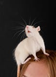 The curious rats stock photo. Image of home, whiskers - 21737350