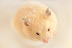Pet Mouse Rodent Animal Stock Photos - Royalty Free Images