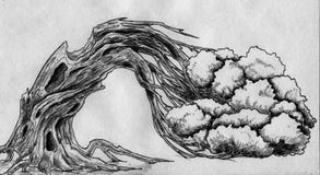 320+ Curved tree Free Stock Photos - StockFreeImages