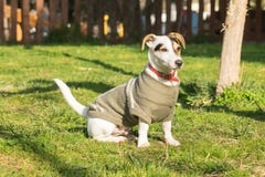 Jack Russell Dog Stock Photos - Royalty Free Images