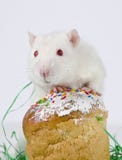 Easter Rat Royalty Free Stock Photos - Image: 13086188