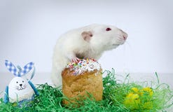 Easter Rat Royalty Free Stock Photos - Image: 13086188