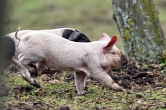 Pig Running Stock Photos - Royalty Free Pictures