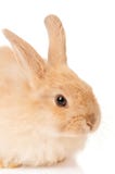 Cute rabbit stock image. Image of sitting, looking, beautiful - 22743237