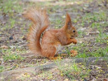 Red Squirrel With Walnut Stock Photo - Image: 37451660