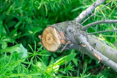 Cutted tree stock photo. Image of environmental, nature - 31976572