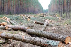 Cutting down large tree stock image. Image of large, thinning - 9173897