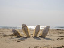 Cuttlefish bone stock photo. Image of rocks, rock, squids - 60722102