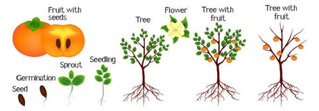 Tree Persimmon With Fruits And Roots On A White Background. Stock ...