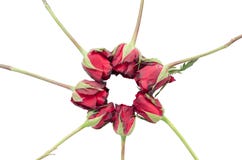 Plant Life Cycle Stock Photos - Royalty Free Images