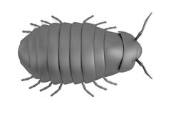Pill Bug Stock Illustrations – 38 Pill Bug Stock Illustrations, Vectors ...