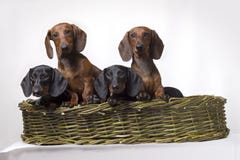 Bassengi dogs stock photo. Image of reddog, bassenji - 64861300