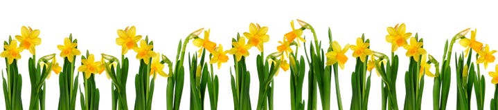 Daffodil Banner Stock Photo 694617 - Megapixl