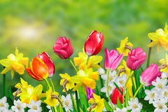Hummingbird With Daffodils - With Clipping Path Stock Images - Image ...
