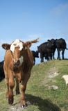 Red Angus Cow In Grassy Field Front View Stock Photo - Image of field ...