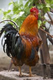 City Rooster! stock image. Image of male, claws, crown - 432687