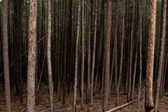 Tall Trees In The Forest Stock Photography - Image: 20108422